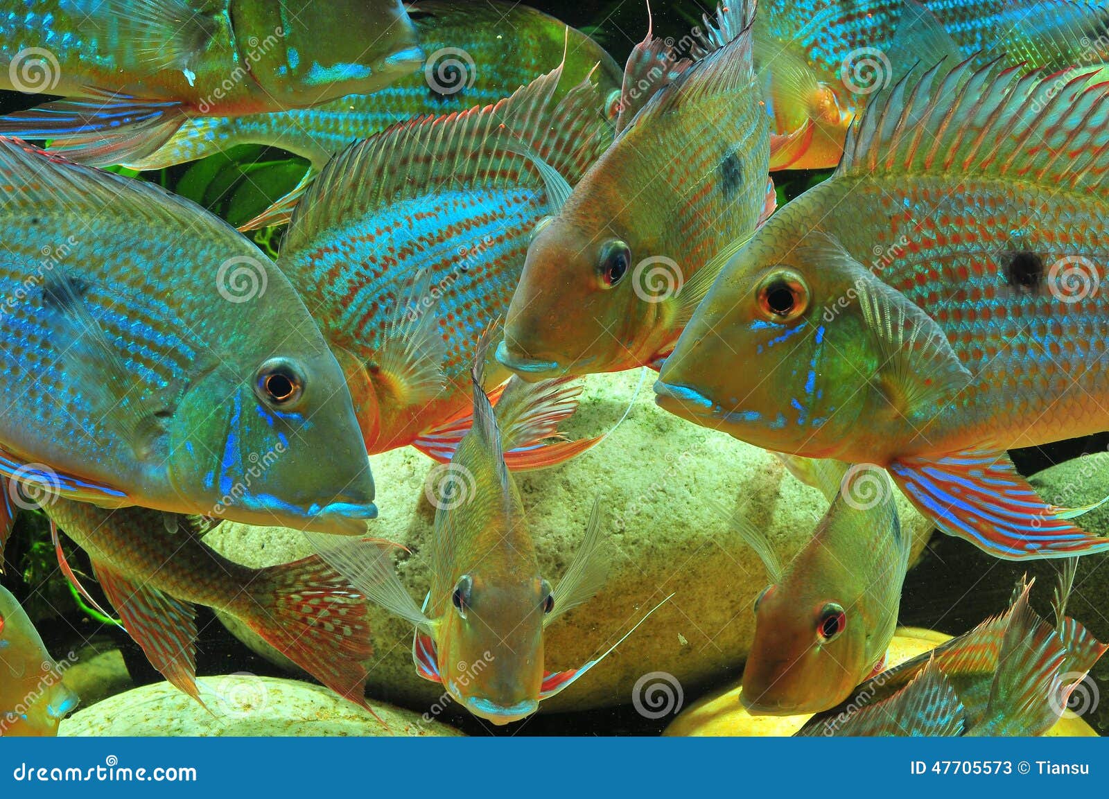 Amazon tropical fish stock image. Image of aquarium, tropical - 47705573