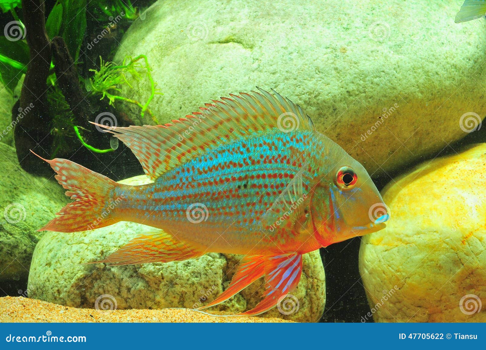 Amazon tropical fish stock photo. Image of aquarium, feed - 47705622
