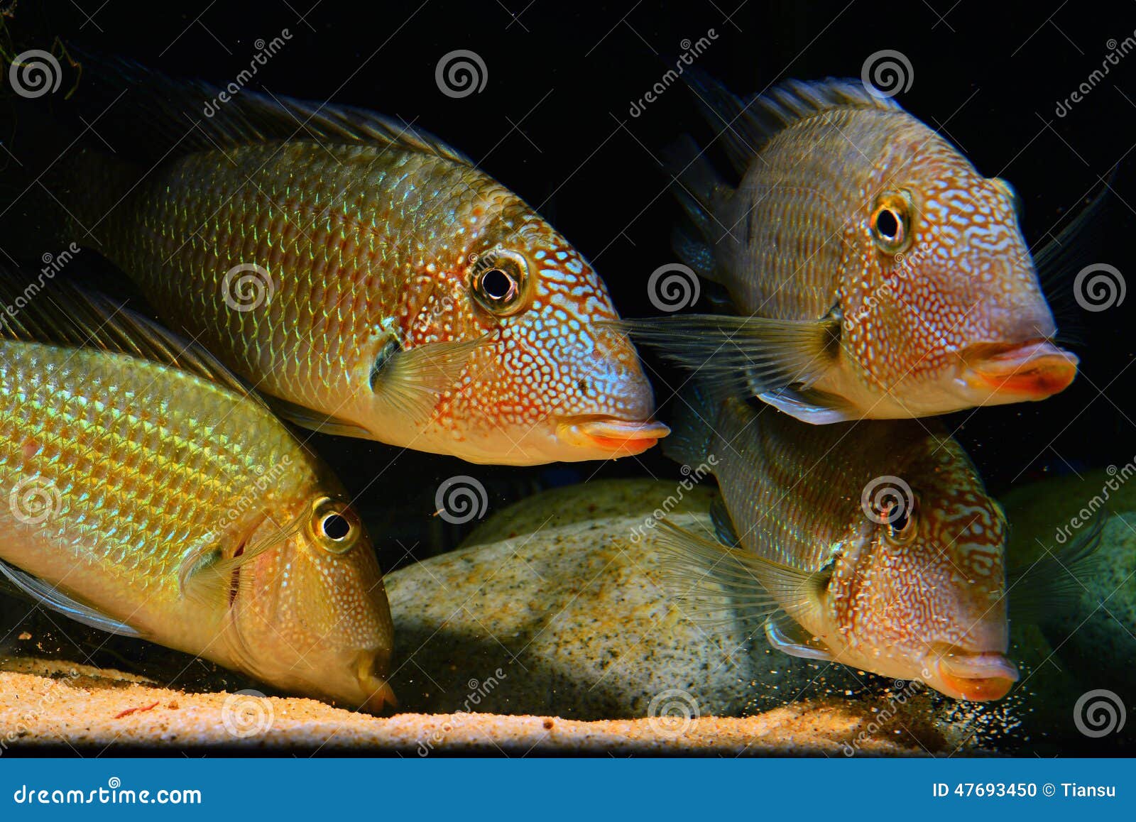 Amazon Tropical Fish Which are Spitting Sand Stock Photo - Image of ...