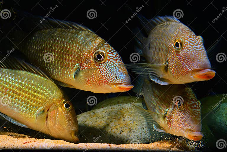 Amazon Tropical Fish Which are Spitting Sand Stock Photo - Image of ...