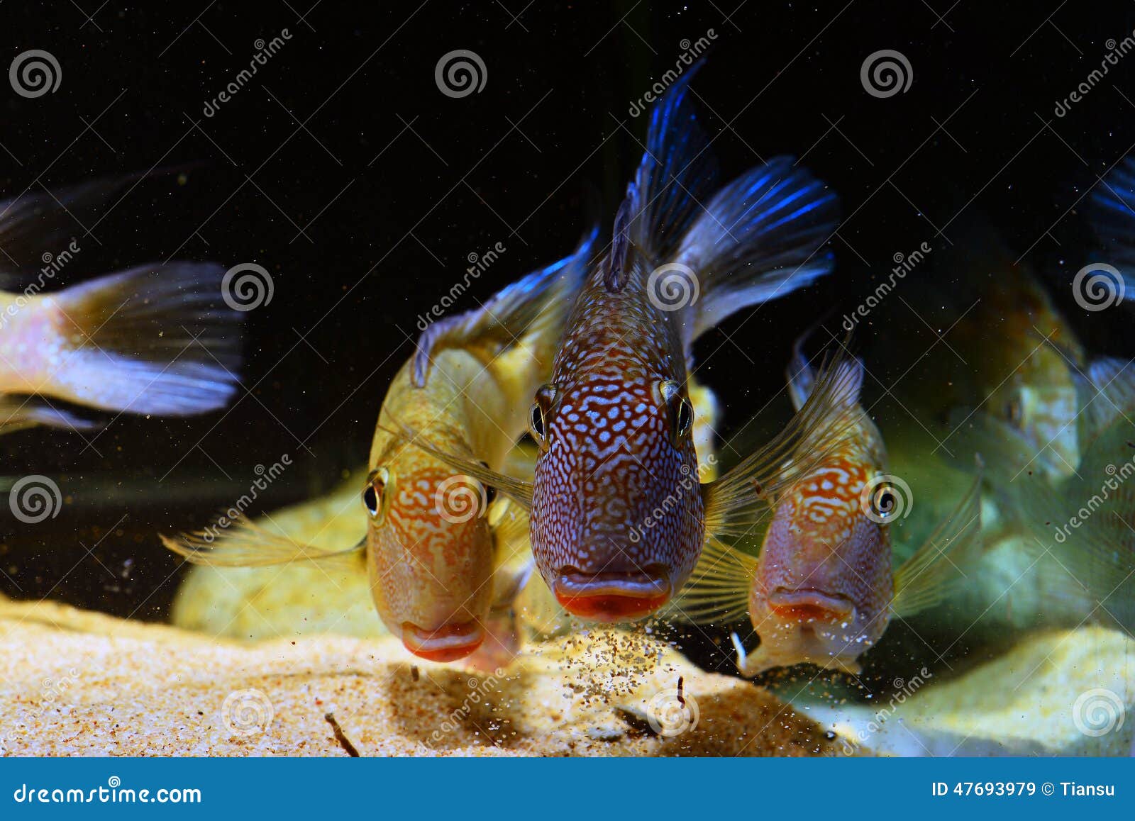 Amazon tropical fish stock image. Image of cichlids, fish - 47693979