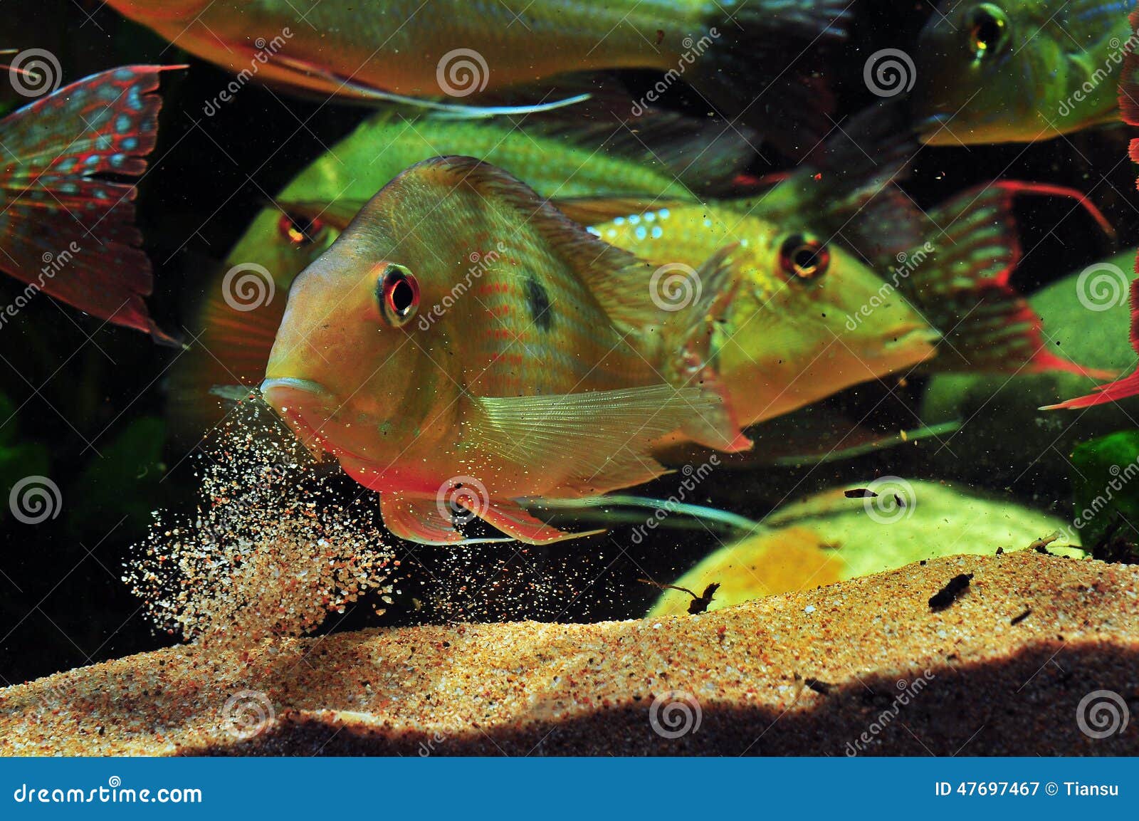 Amazon tropical fish stock image. Image of hobby, amazon - 47697467
