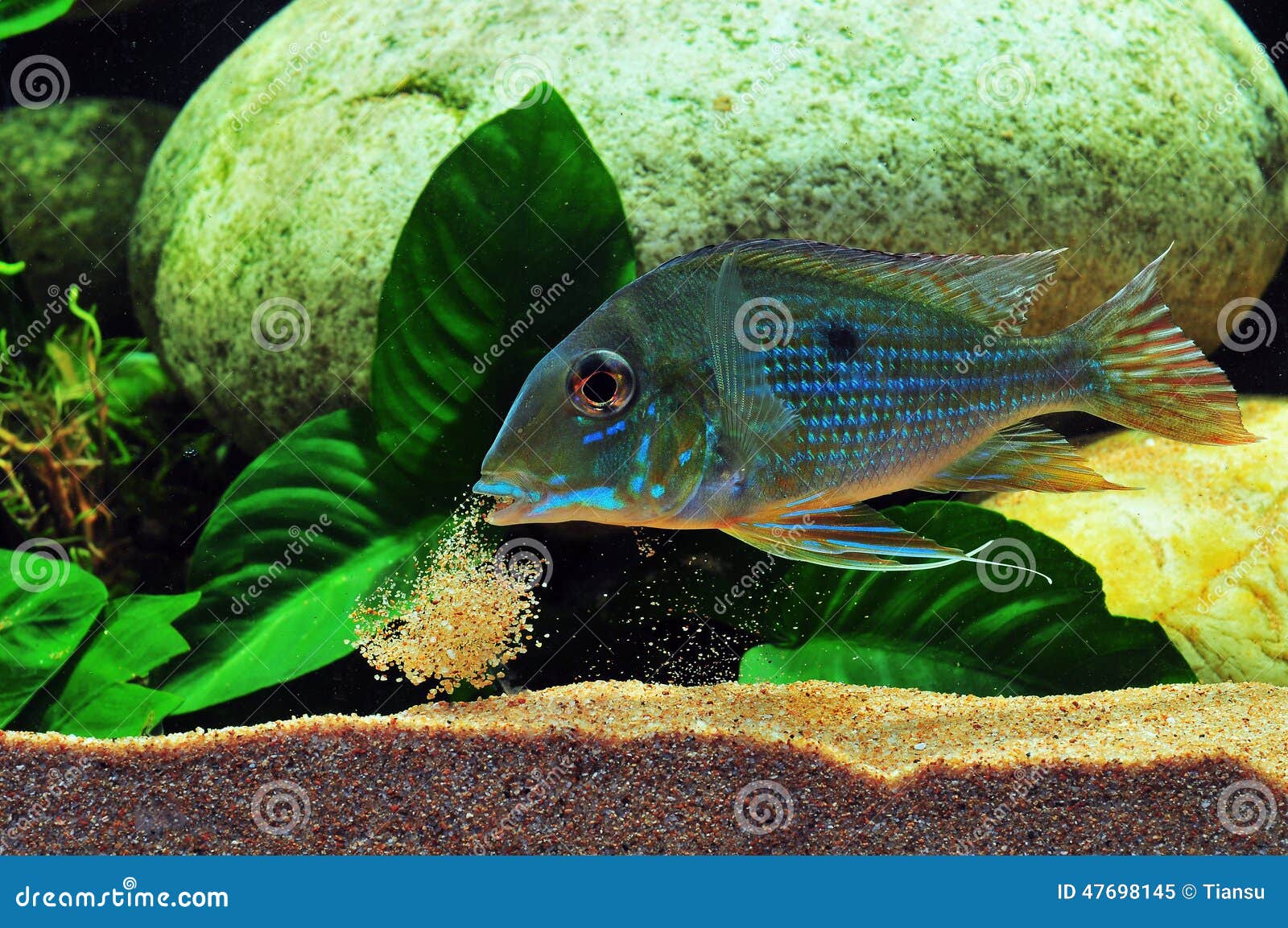 Amazon Tropical Fish Royalty-Free Stock Photography | CartoonDealer.com ...