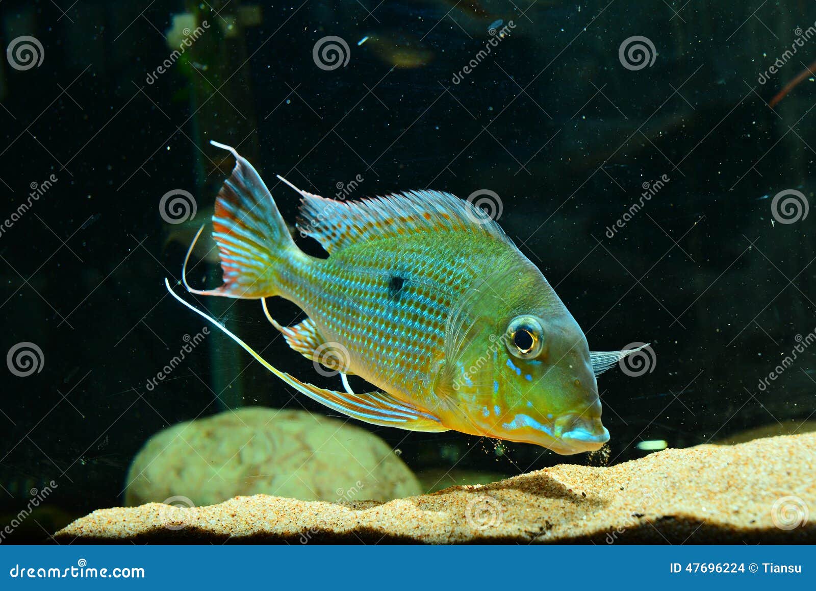 Amazon tropical fish stock photo. Image of eartheater - 47696224