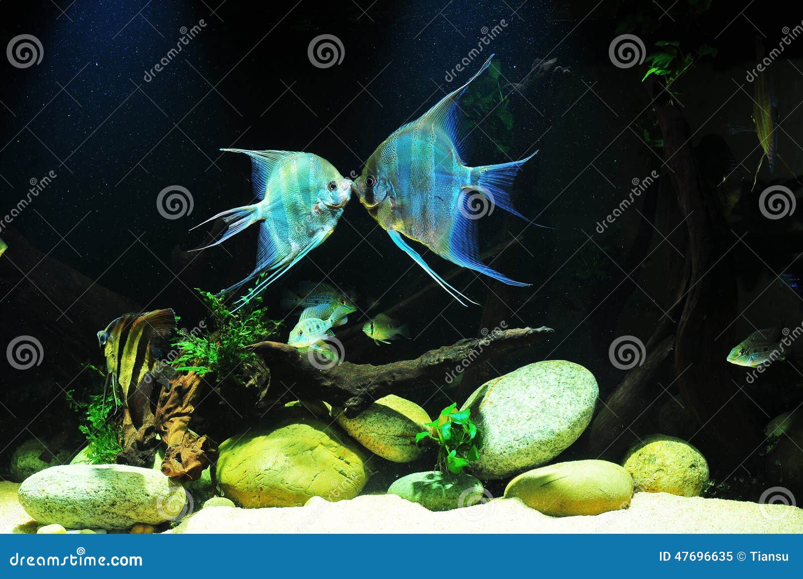 Amazon tropical fish stock image. Image of hobby, aquarium - 47696635