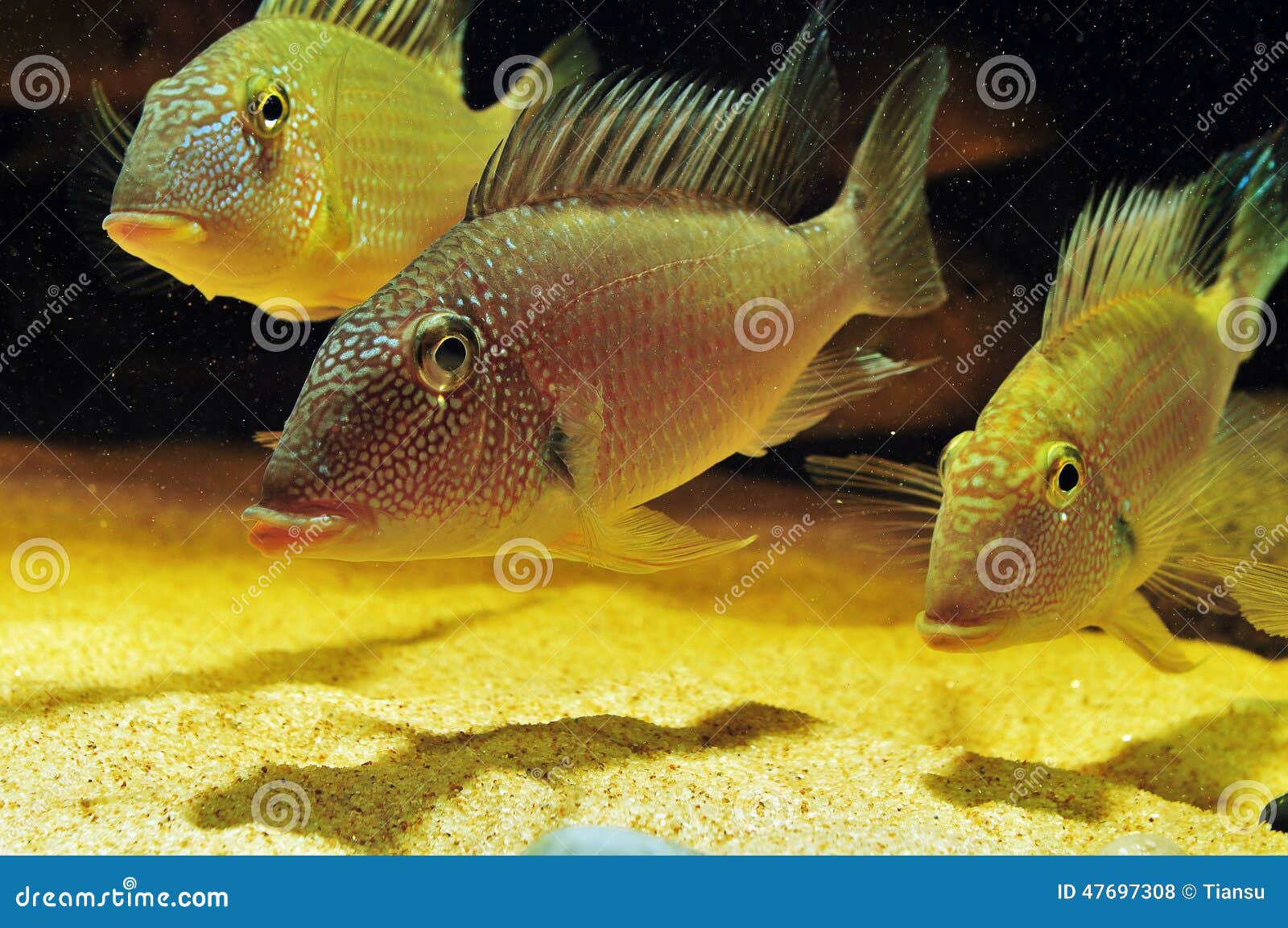 Amazon tropical fish stock photo. Image of fish, angel - 47697308