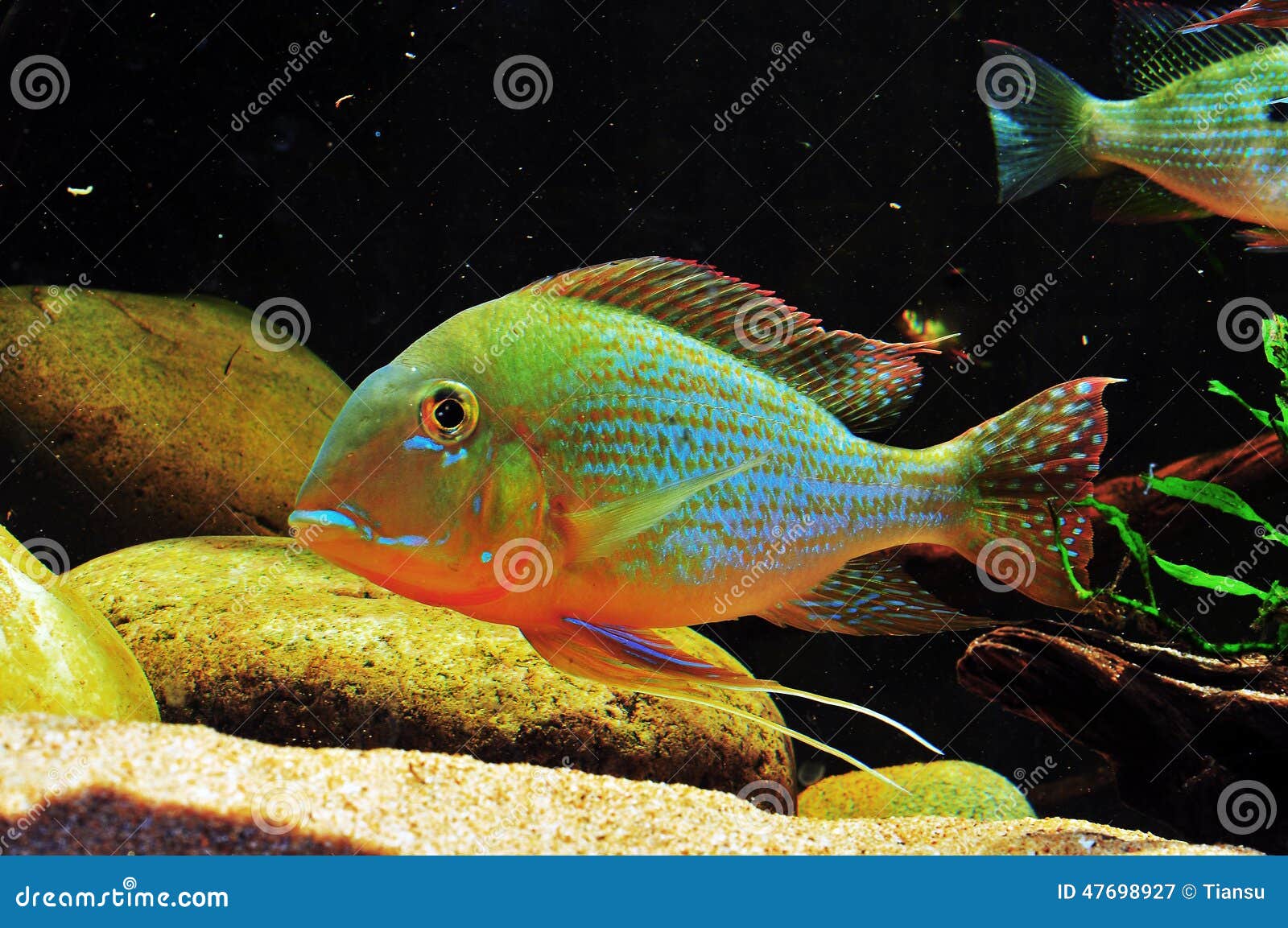 Amazon tropical fish stock image. Image of angel, altifrons - 47698927