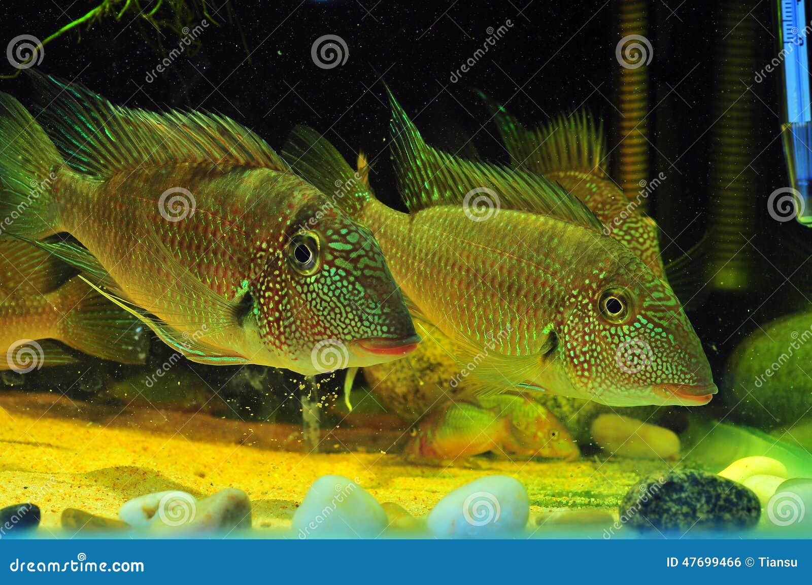 Amazon tropical fish stock photo. Image of araguaia, tropical - 47699466