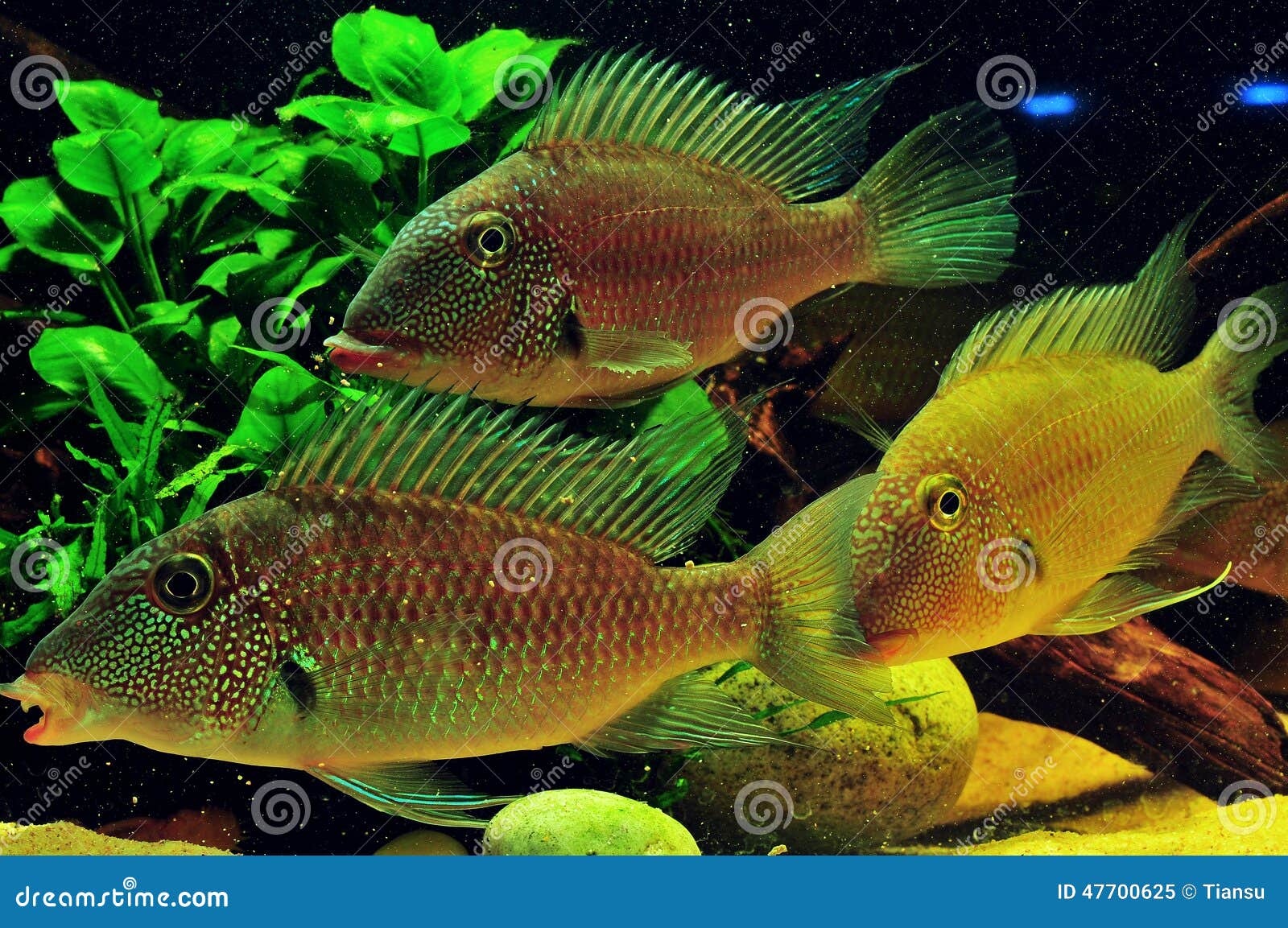 Amazon tropical fish stock image. Image of amzon, altifrons - 47700625
