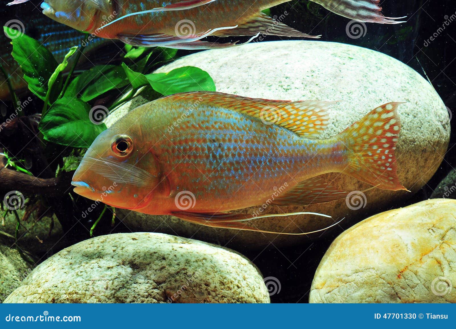 Amazon tropical fish stock photo. Image of sand, eartheater - 47701330