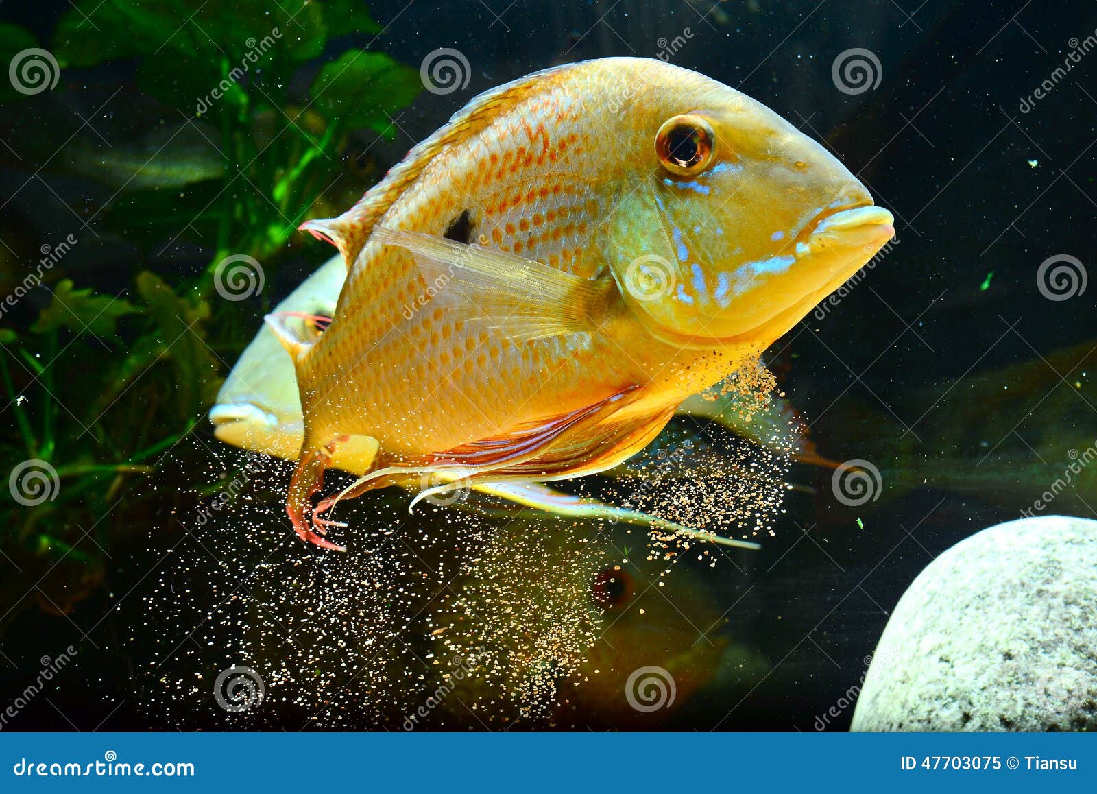 Amazon tropical fish stock image. Image of tropical, retroculus - 47703075