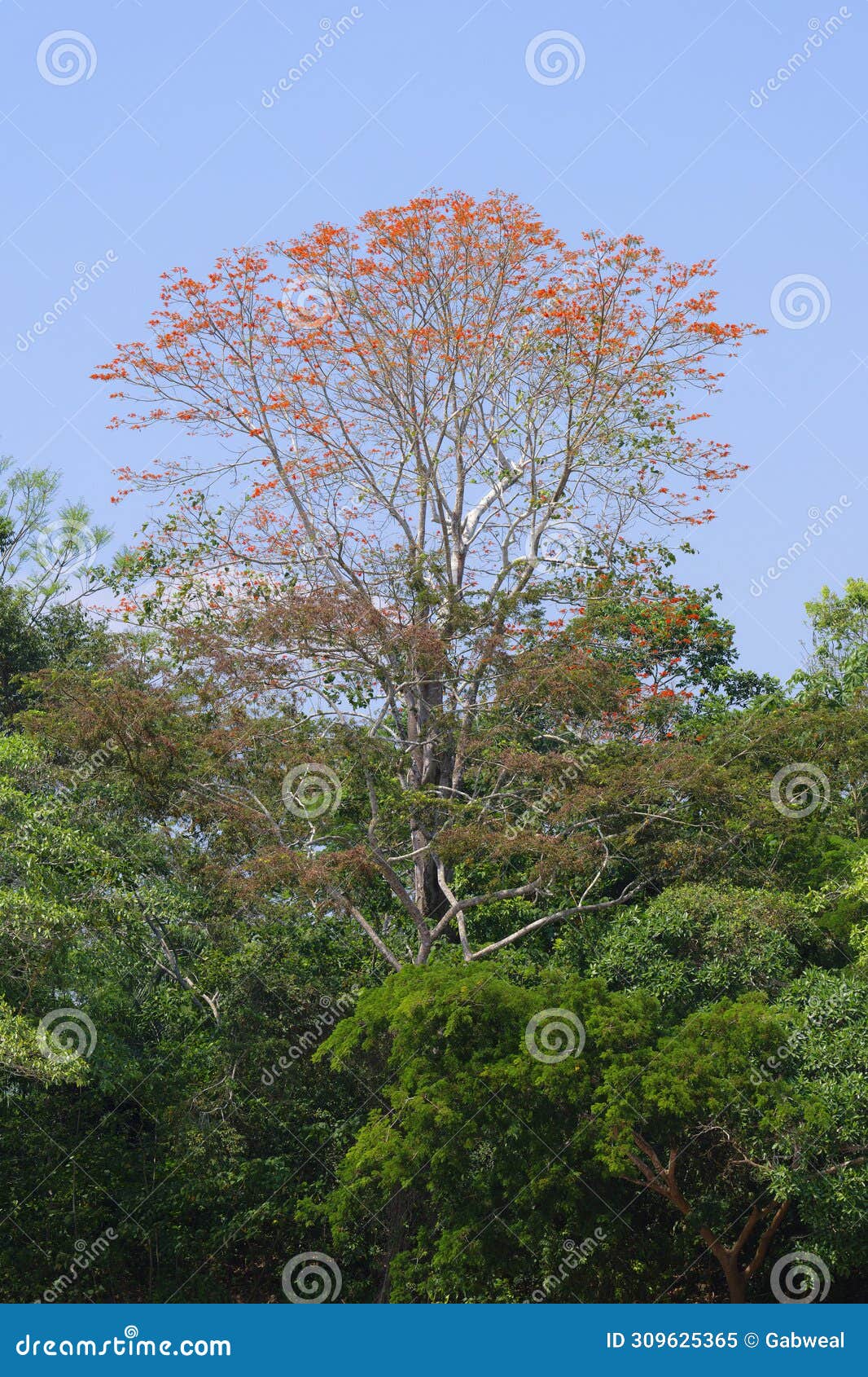 Amazon Tropical Rain Forest, Peruvian Amazon, Peru Stock Image - Image ...