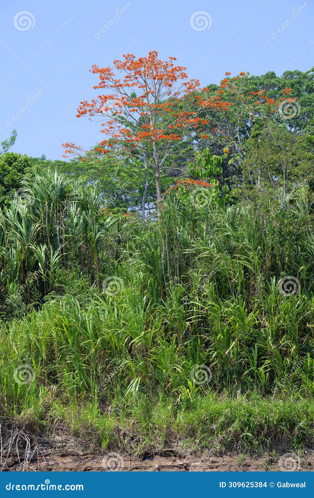 Amazon Tropical Rain Forest, Peruvian Amazon, Peru Stock Photo - Image ...