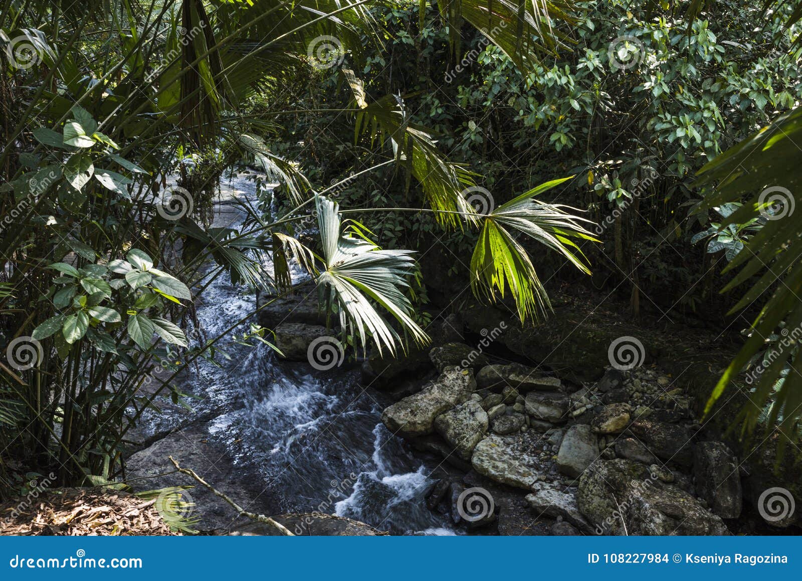 Amazon Tropical Rainforest in Ecuador Stock Photo - Image of napo ...