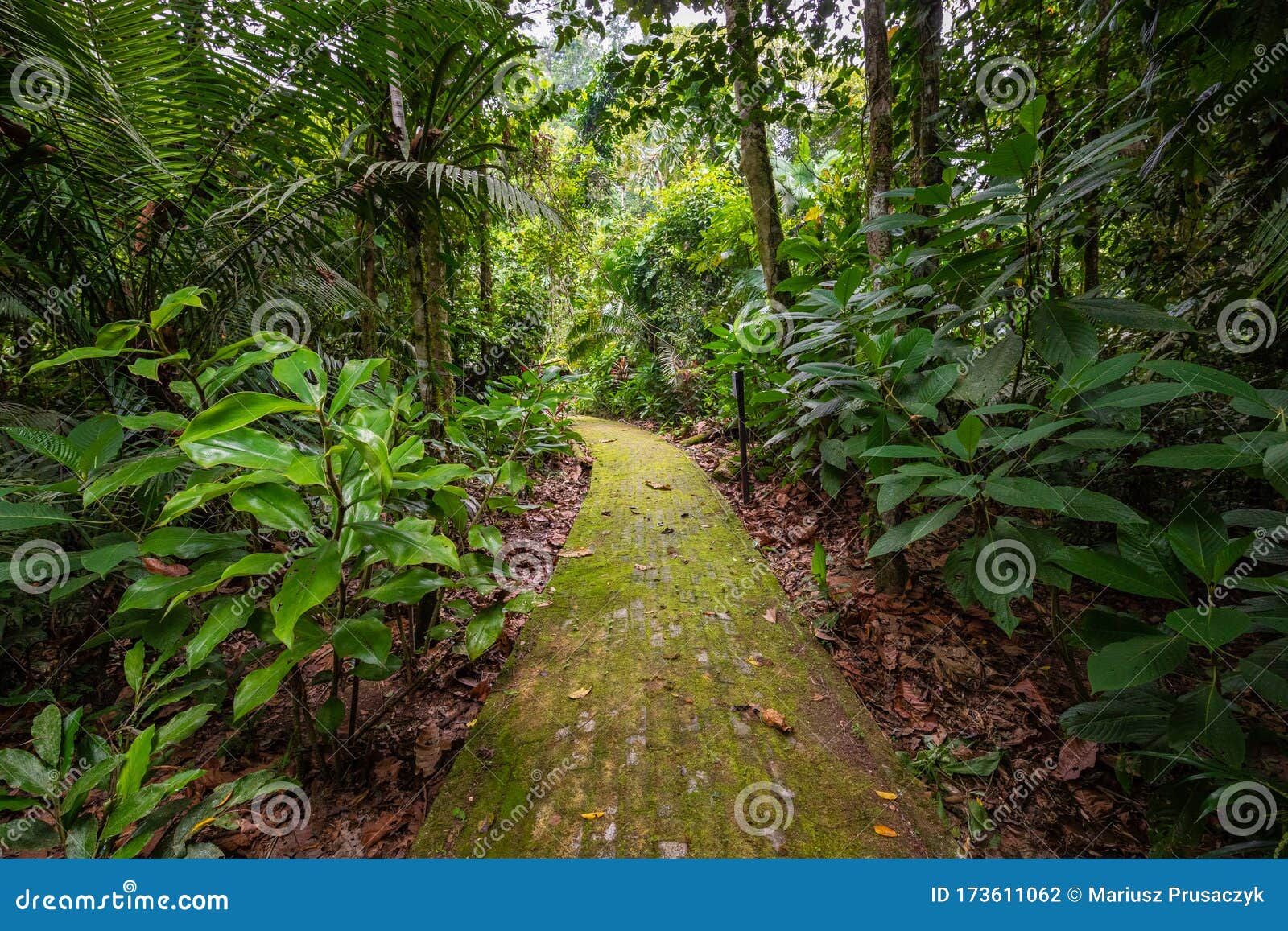Amazon. Tropical Rainforest. Jungle Landscape. Amazon Yasuni National ...