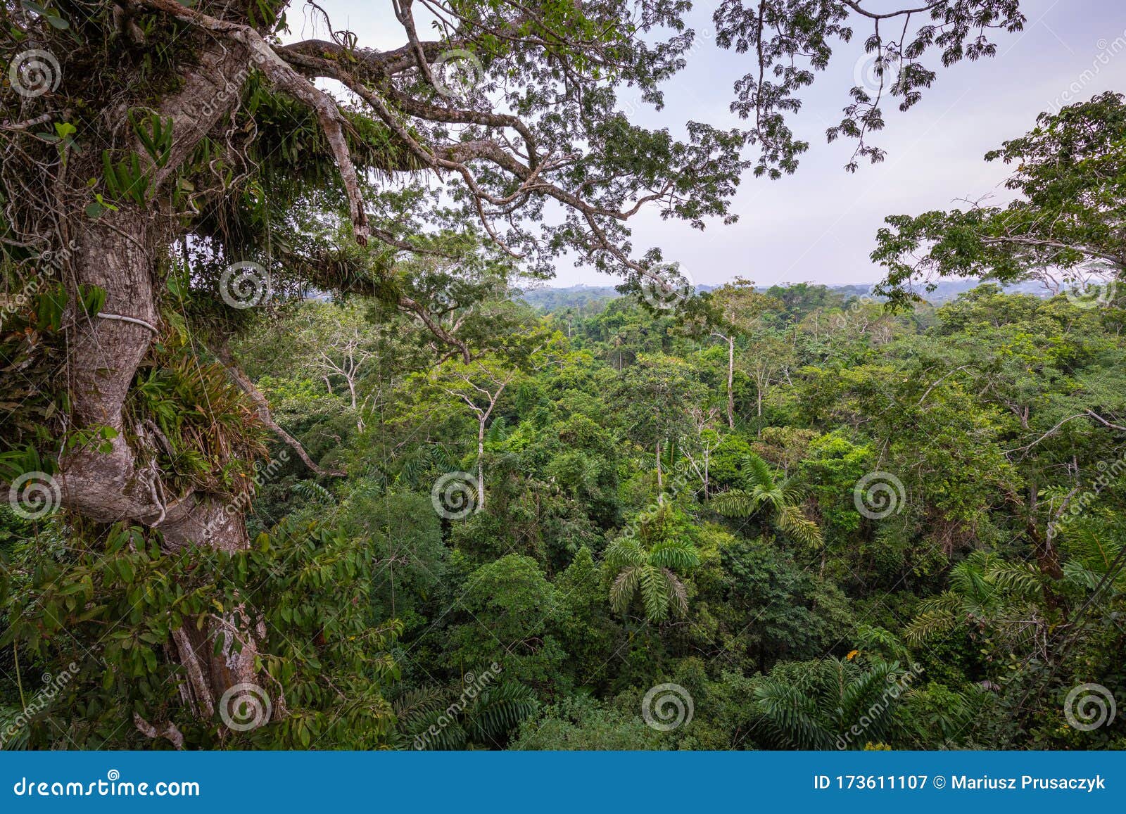 Amazon. Tropical Rainforest. Jungle Landscape. Amazon Yasuni National ...