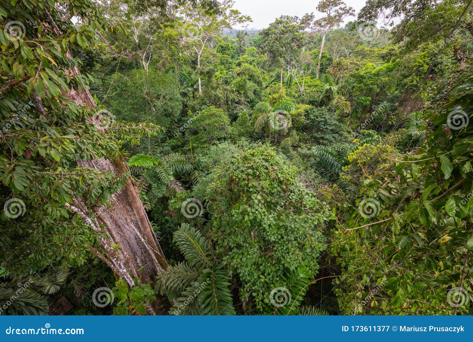 Amazon. Tropical Rainforest. Jungle Landscape. Amazon Yasuni National ...