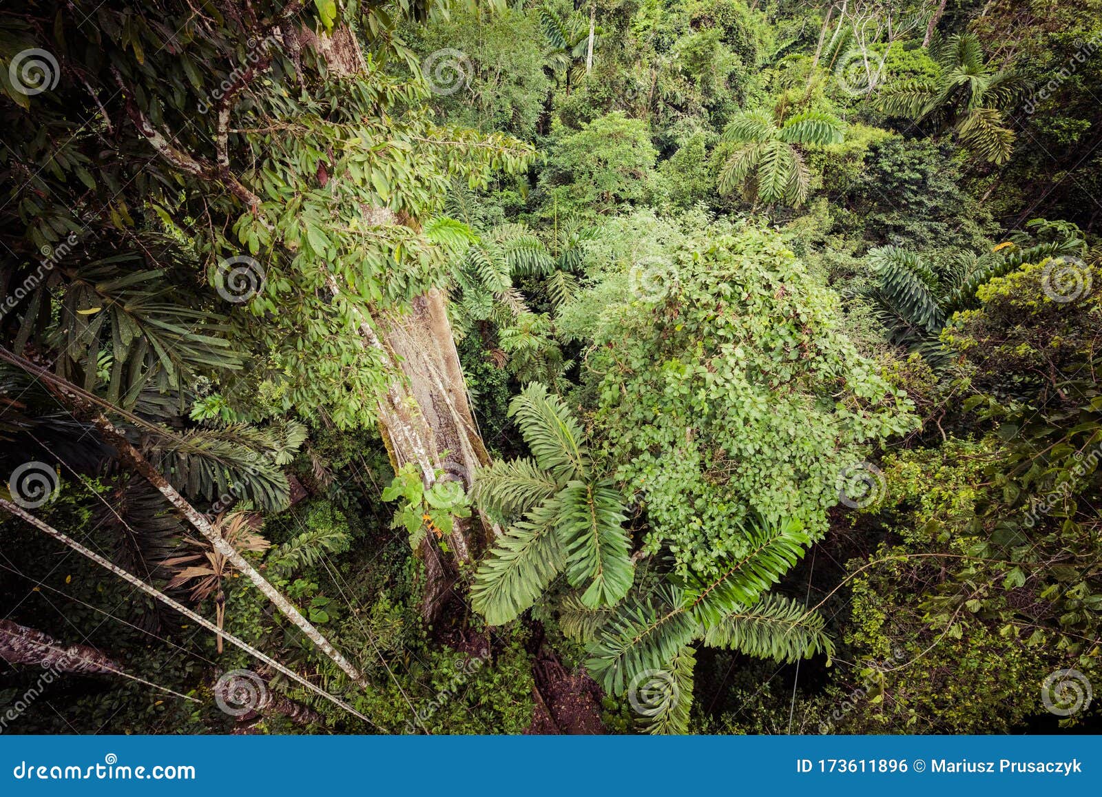 Amazon. Tropical Rainforest. Jungle Landscape. Amazon Yasuni National ...