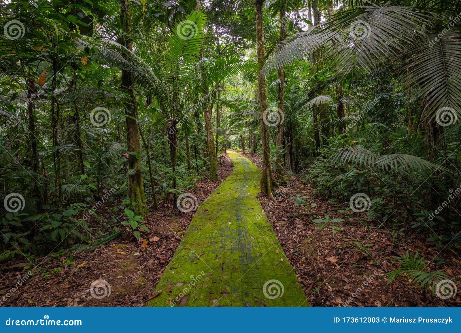 Amazon. Tropical Rainforest. Jungle Landscape. Amazon Yasuni National ...