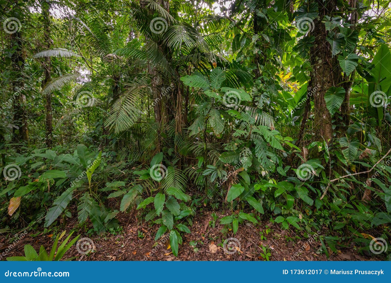 Amazon. Tropical Rainforest. Jungle Landscape. Amazon Yasuni National ...