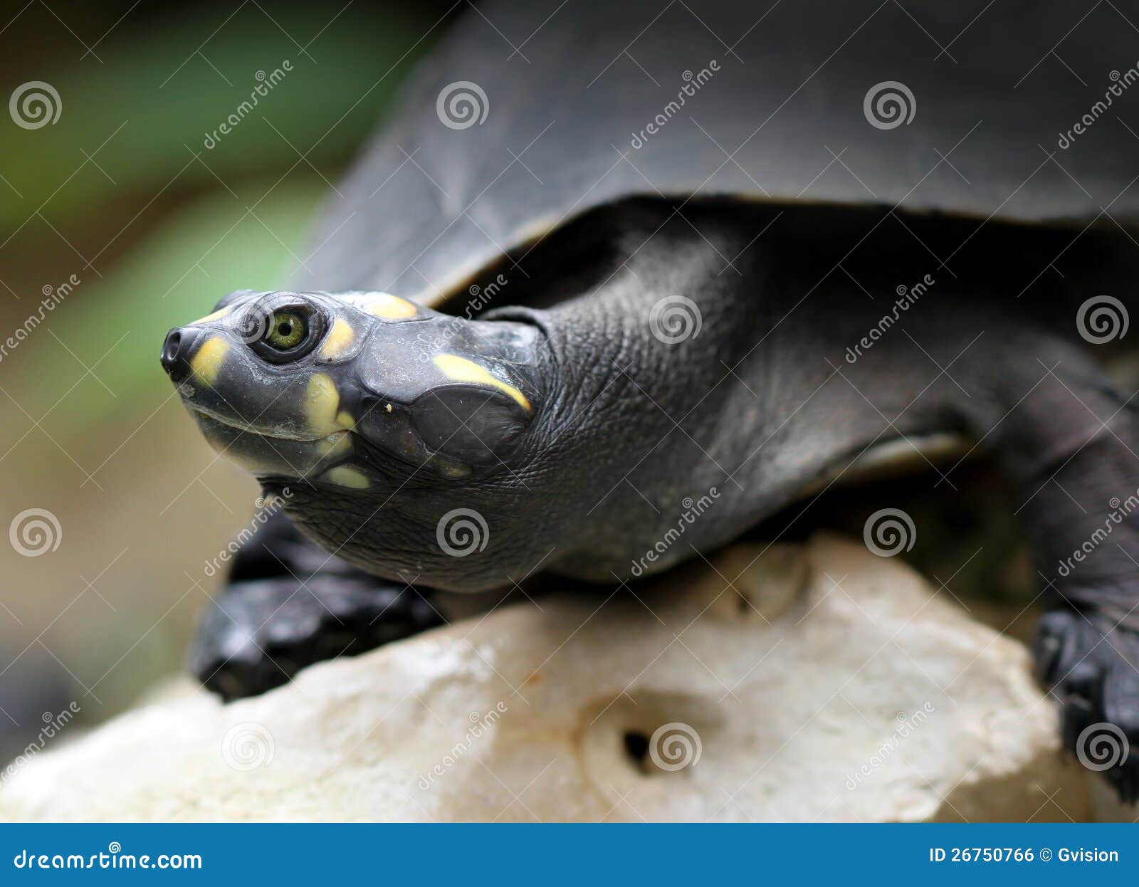 Amazon Turtle stock photo. Image of reptile, vulnerable - 26750766
