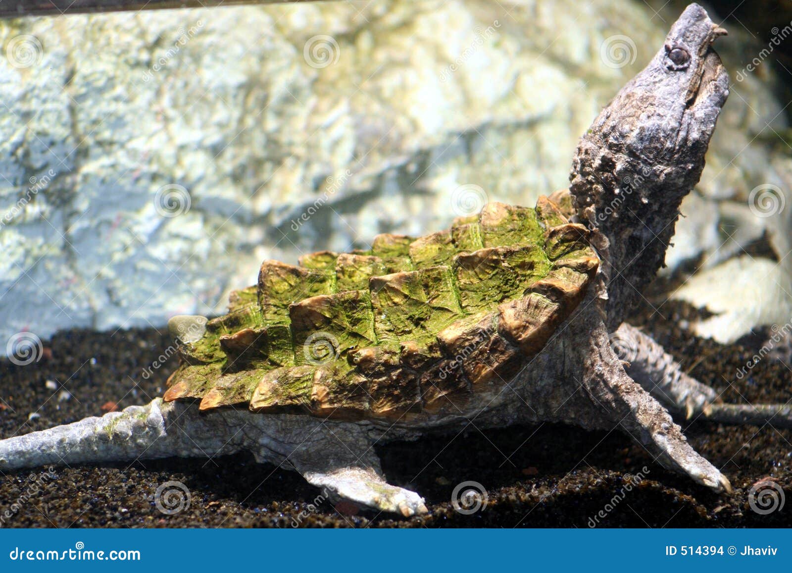 Amazon turtle stock photo. Image of amphibian, snap, amazon - 514394