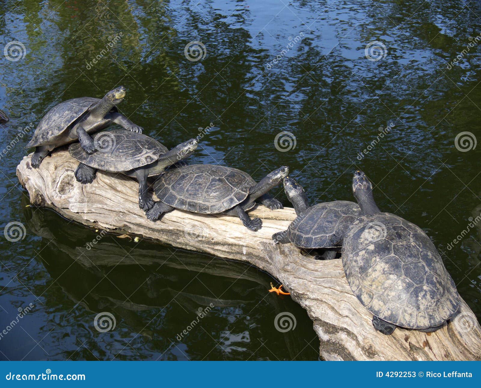 Turtles Kiss Stock Photo | CartoonDealer.com #45821928