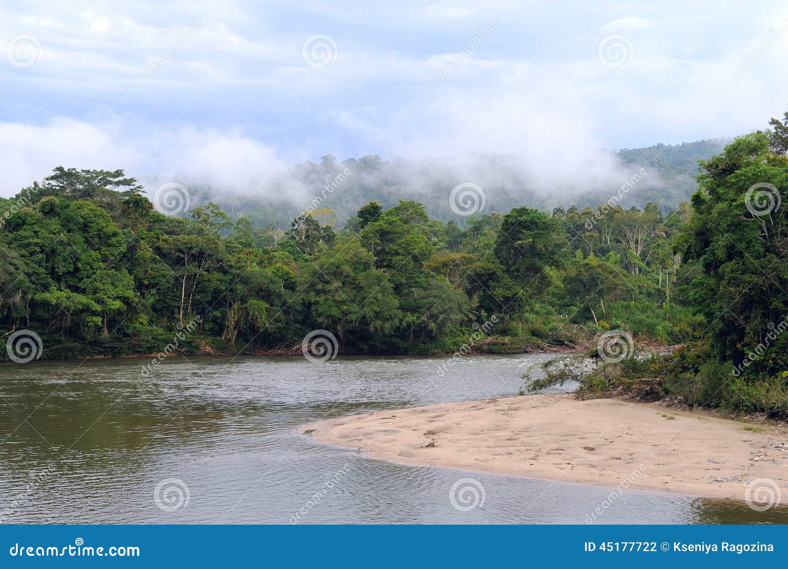 Amazon, View of the Tropical Rainforest, Ecuador Stock Photo - Image of ...