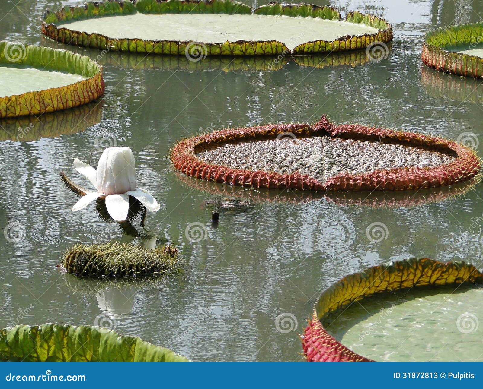 Amazon Water Lily stock image. Image of amazon, bloom - 31872813