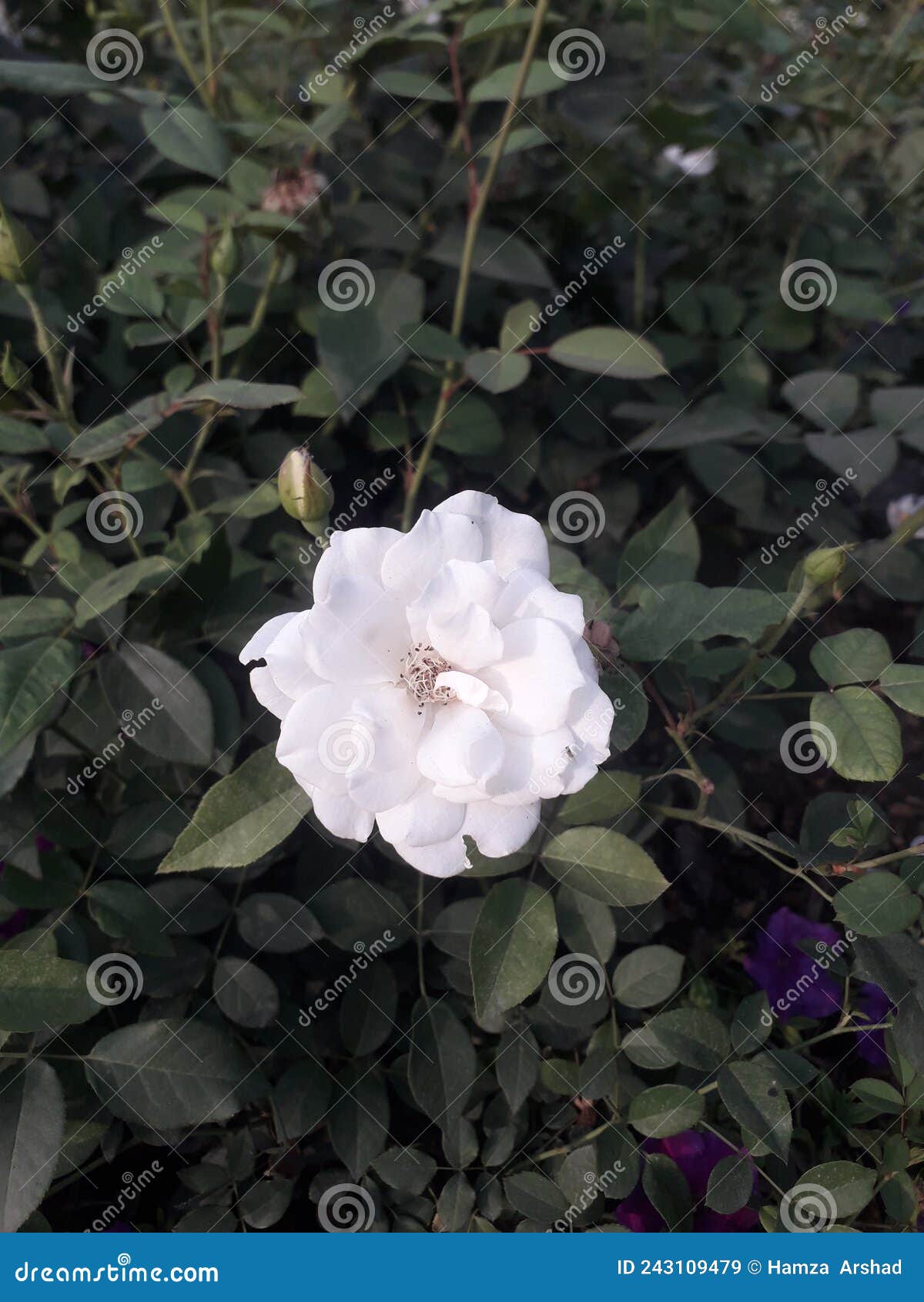 Amazon white rose flowers stock image. Image of shrub - 243109479
