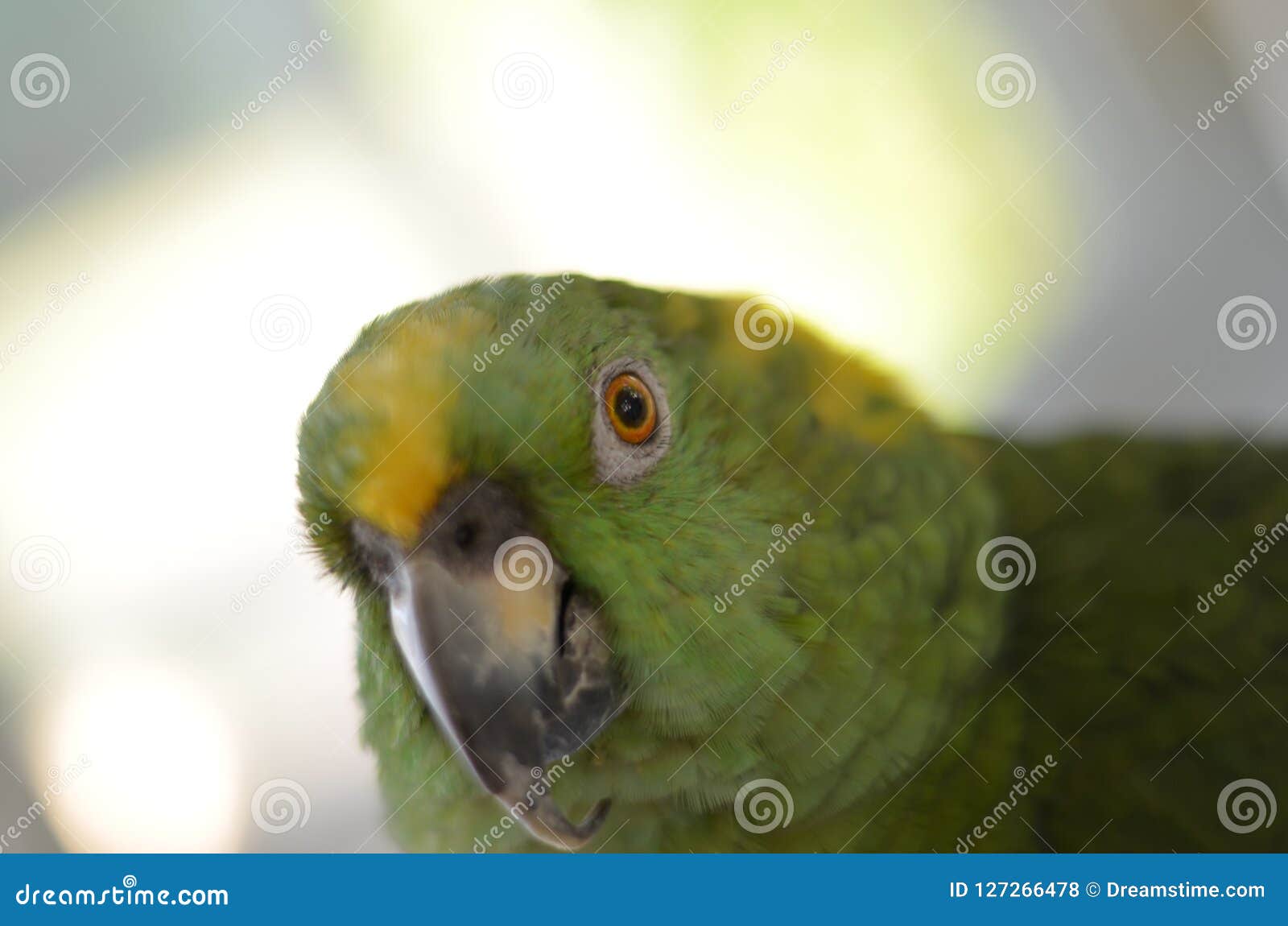 Amazon Yellow Tail stock photo. Image of endangered - 127266478