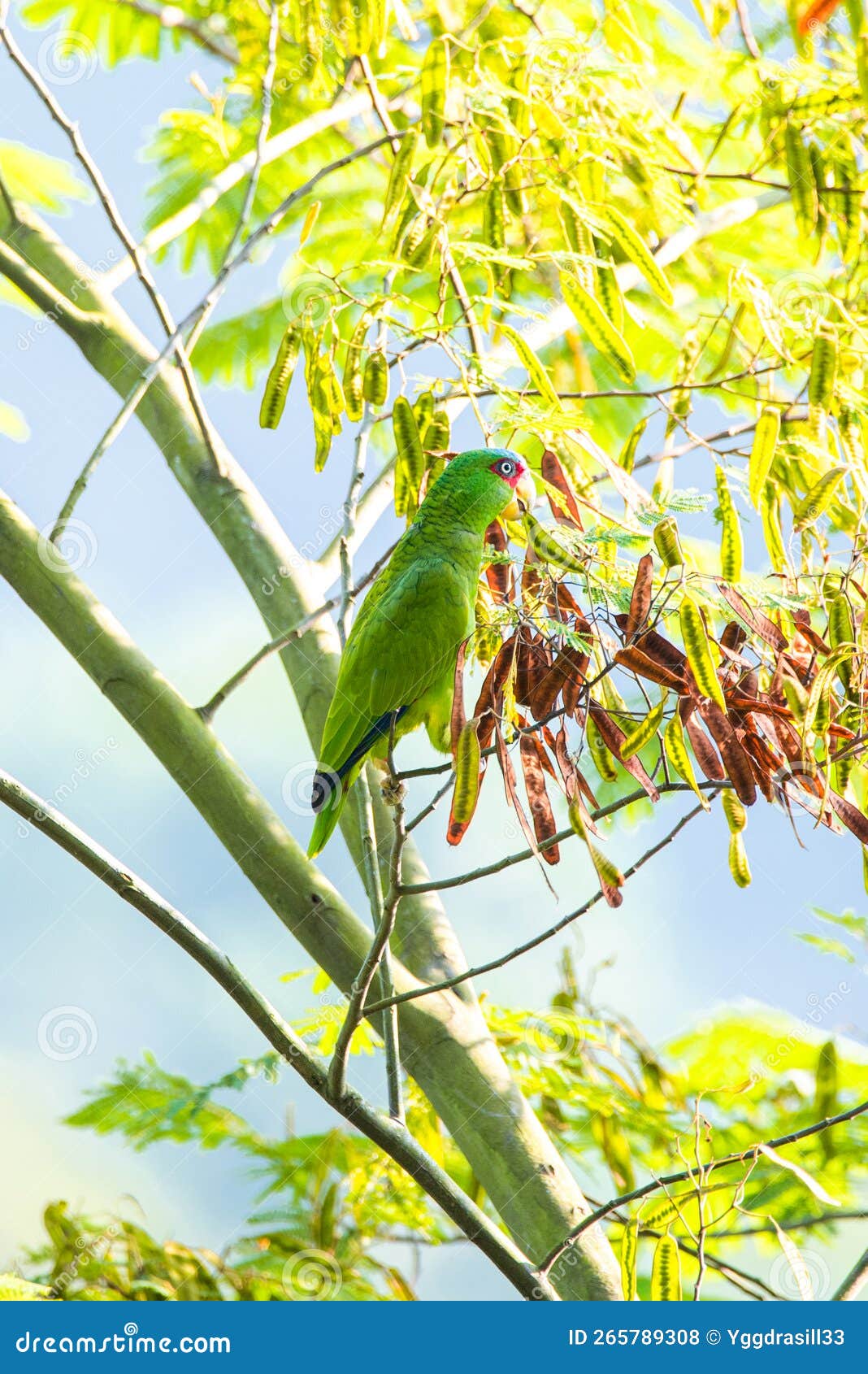 Amazona Albifrons or White-fronted Amazon in a Tree Stock Photo - Image ...