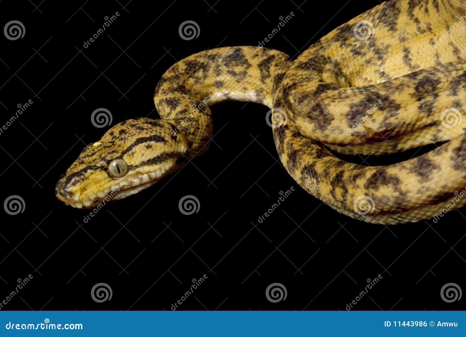 Amazonas-Baumboa stockfoto. Bild von baumartig, bunt - 11443986