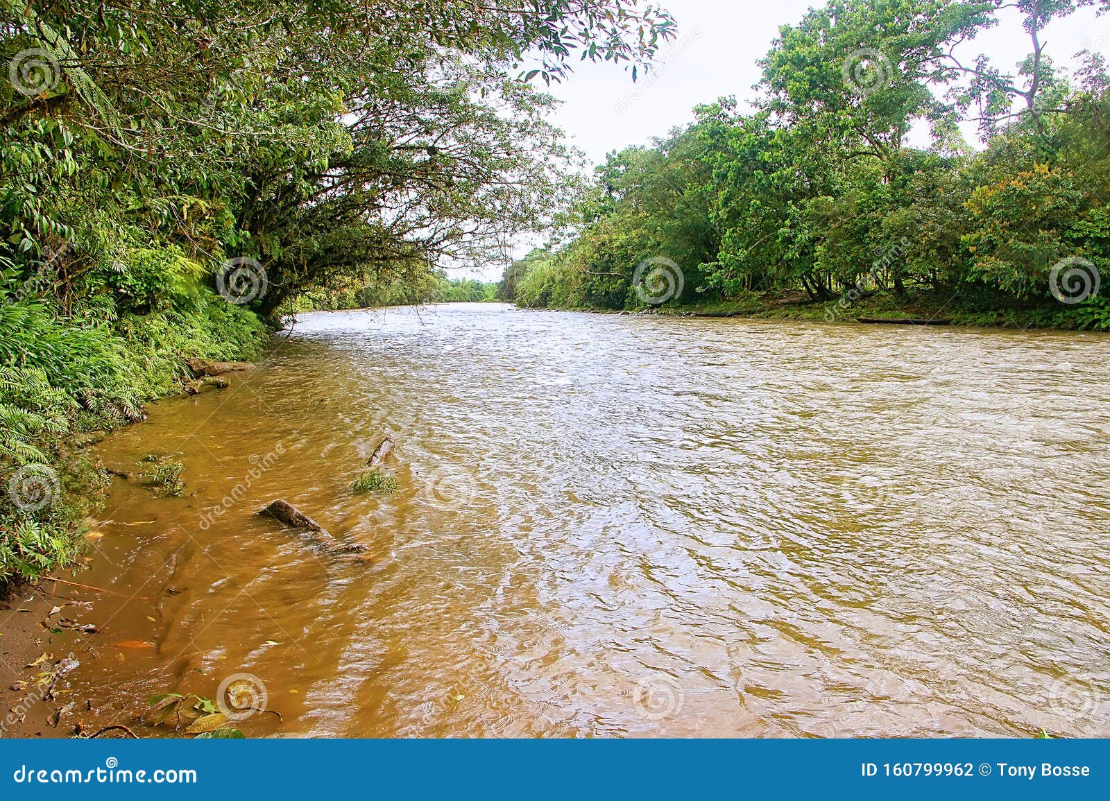 Amazonas-Fluss Auf Bodenebene Stockfoto - Bild von tropisch, umgebung ...