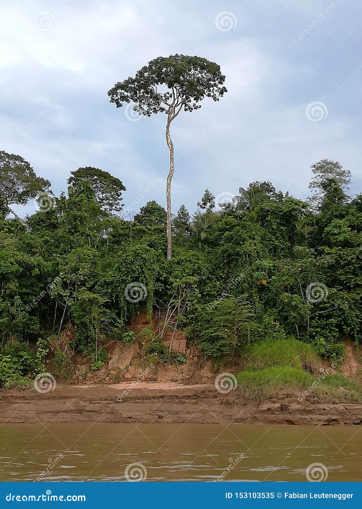 Amazonas tree stock image. Image of tall, tree, amazonas - 153103535