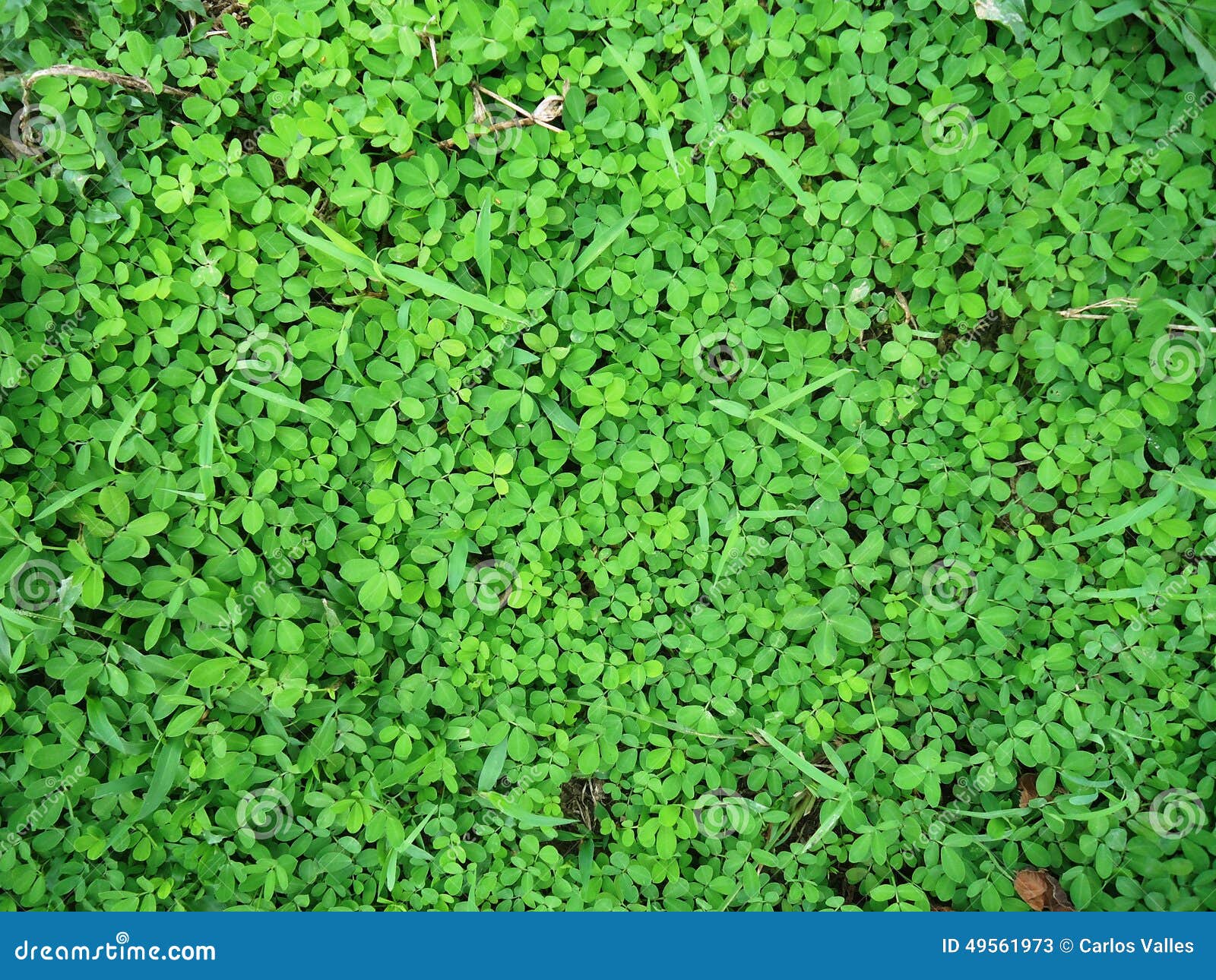 Amazonia Jungle Ground stock image. Image of amazonica - 49561973