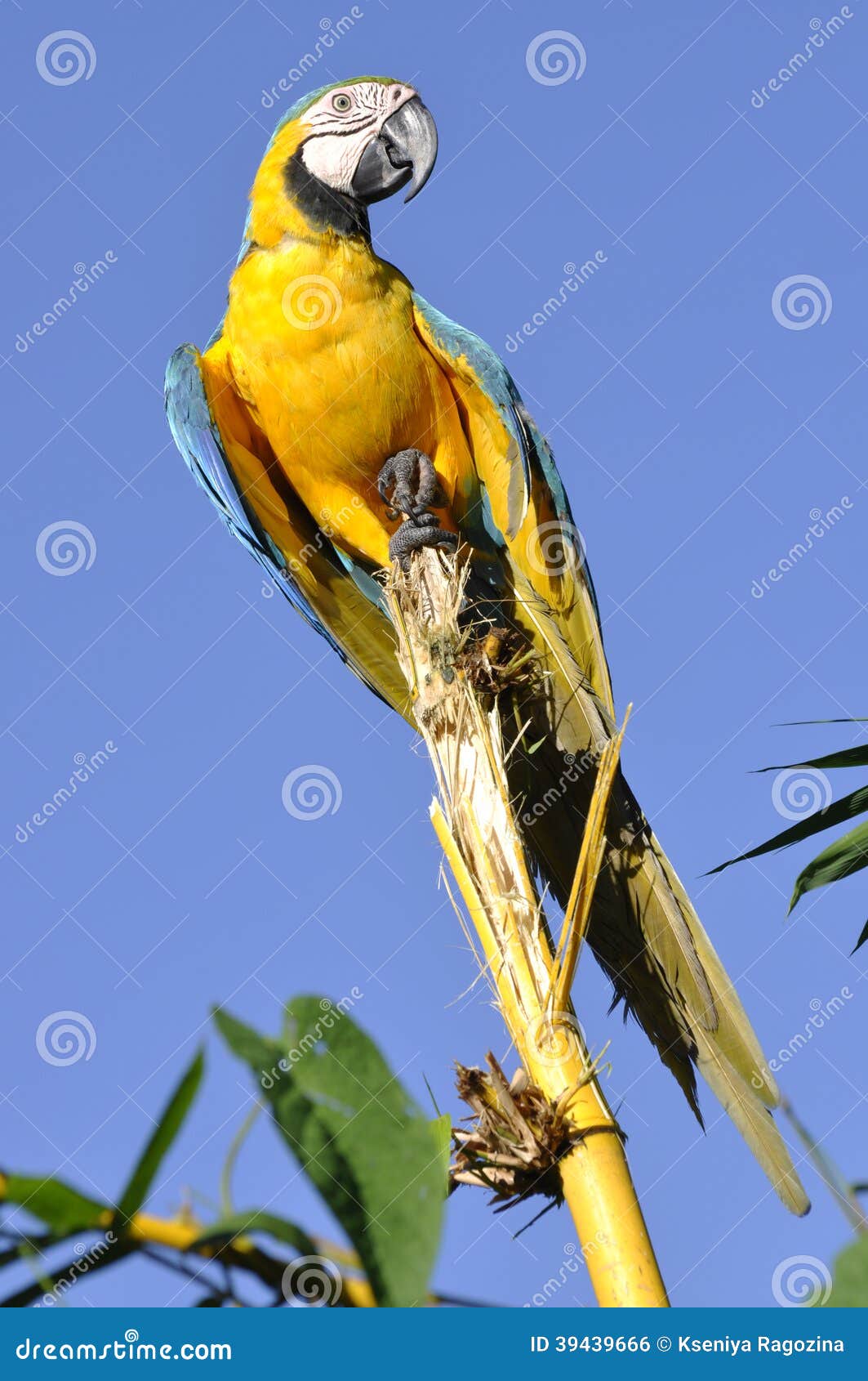 Amazonian Blue-and-yellow Macaw Stock Photo - Image of domestic ...