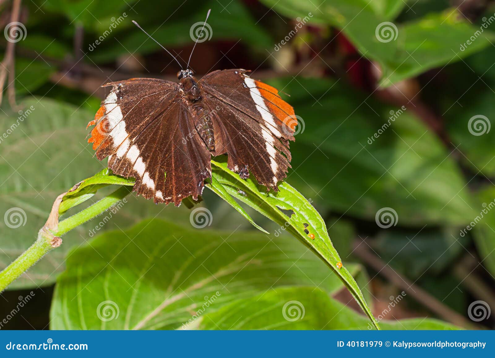 Adelpha Cytherea Linnaeus Butterfly Stock Image - Image of andes ...