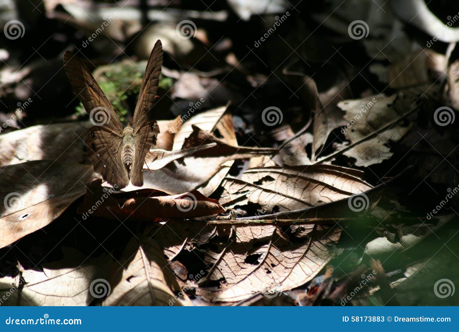 Amazonian Butterfly Camouflage Stock Photos - Free & Royalty-Free Stock ...