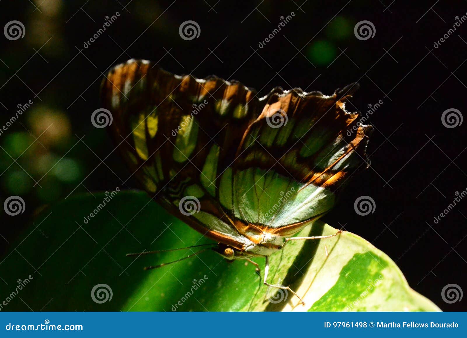 Amazonian butterfly stock photo. Image of forest, beauty - 97961498