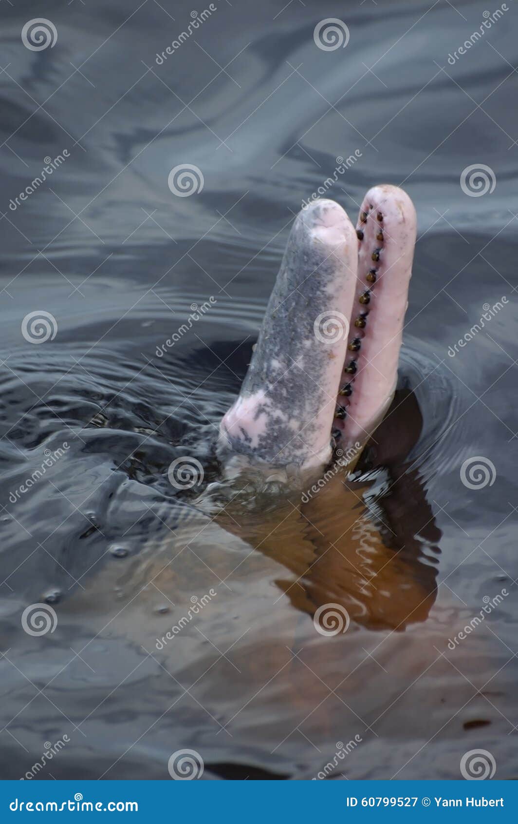 AMAZONIAN DOLPHIN (boto) stock image. Image of amazonie - 60799527