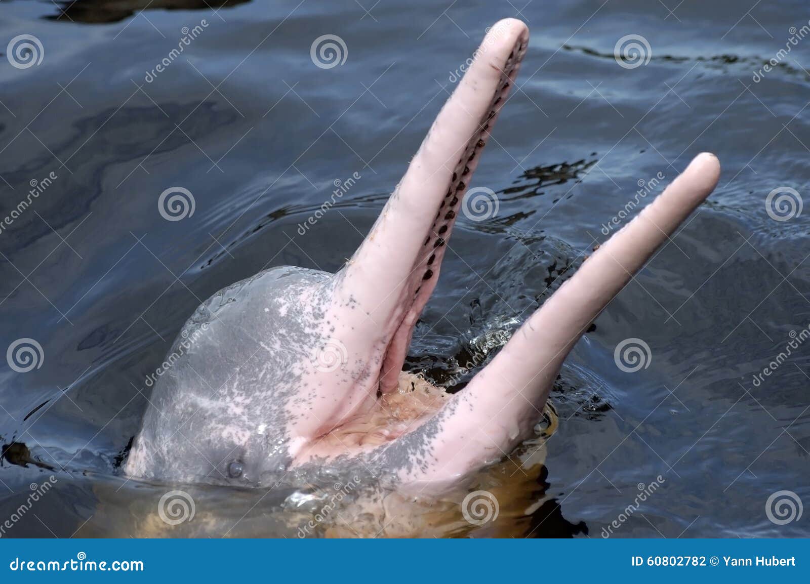 AMAZONIAN DOLPHIN (boto) stock photo. Image of amazonian - 60802782