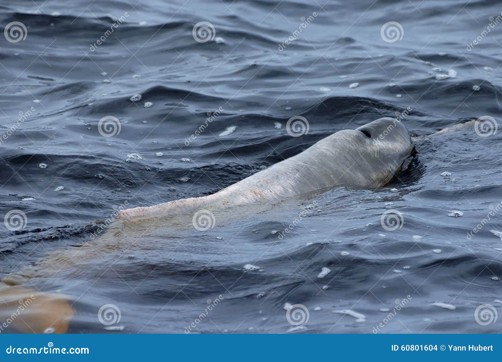 AMAZONIAN DOLPHIN (boto) stock photo. Image of animals - 60801604