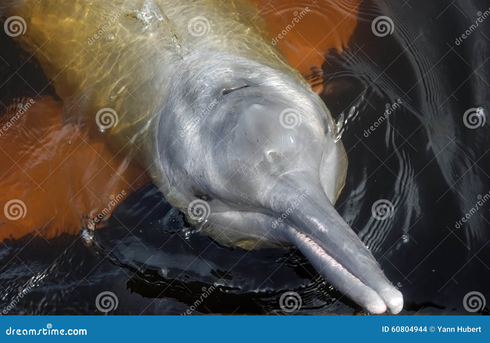 AMAZONIAN DOLPHIN (boto) stock photo. Image of negro - 60804944