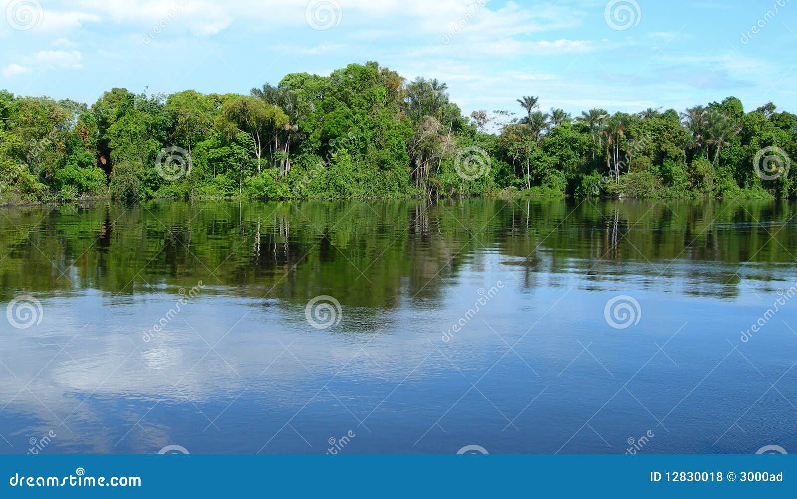 Amazonian forest in Brazil stock photo. Image of jungle - 12830018