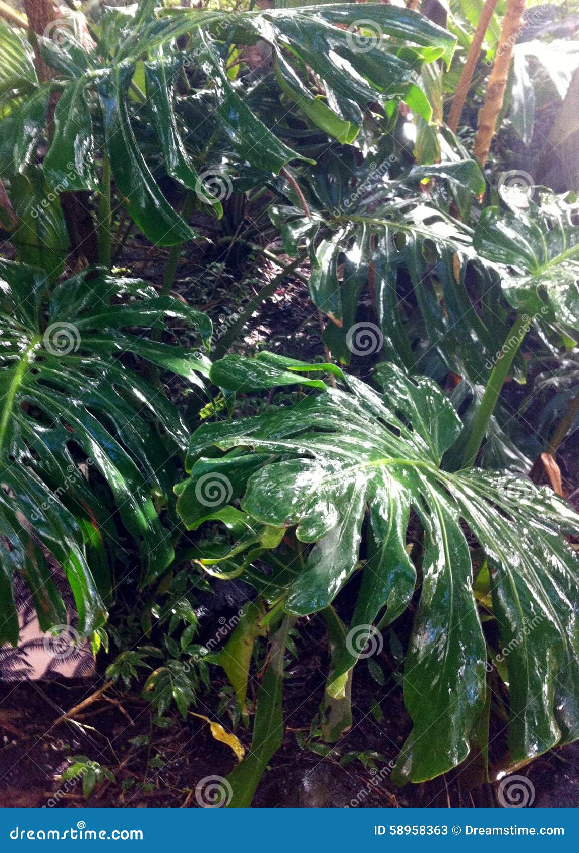 Amazonian green leaves stock image. Image of leaves, beautiful - 58958363