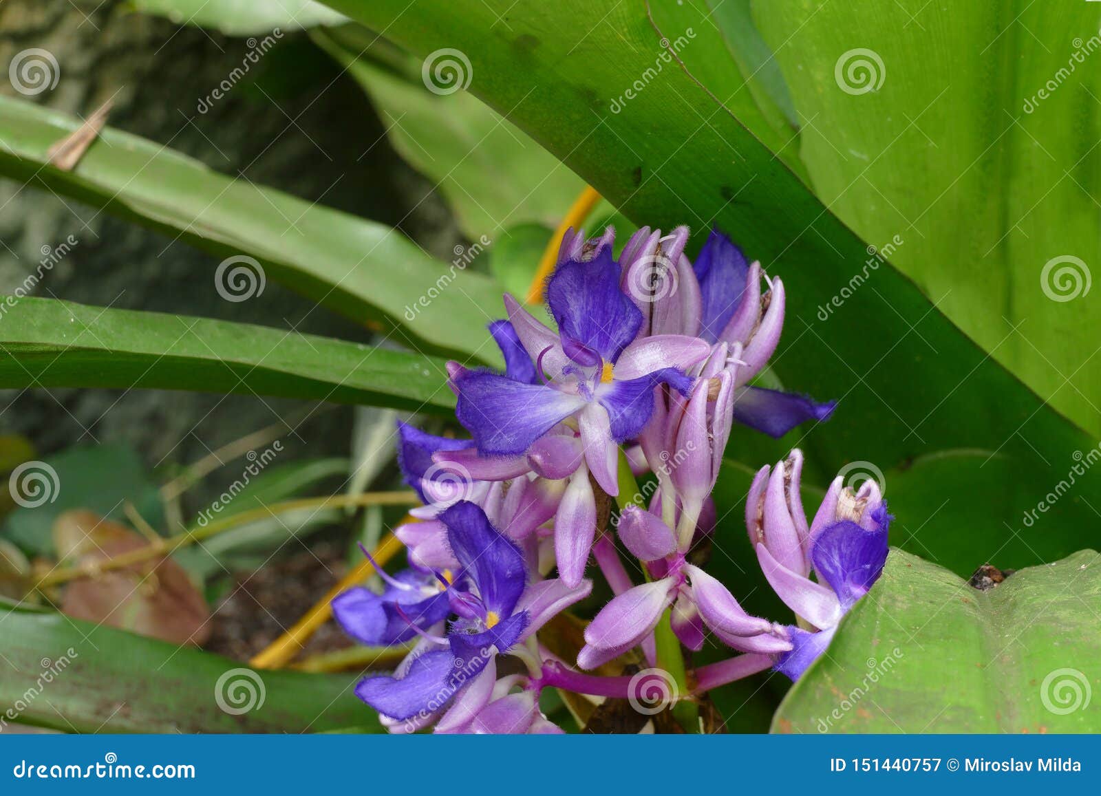Amazonian jungle flowers stock image. Image of gardening - 151440757