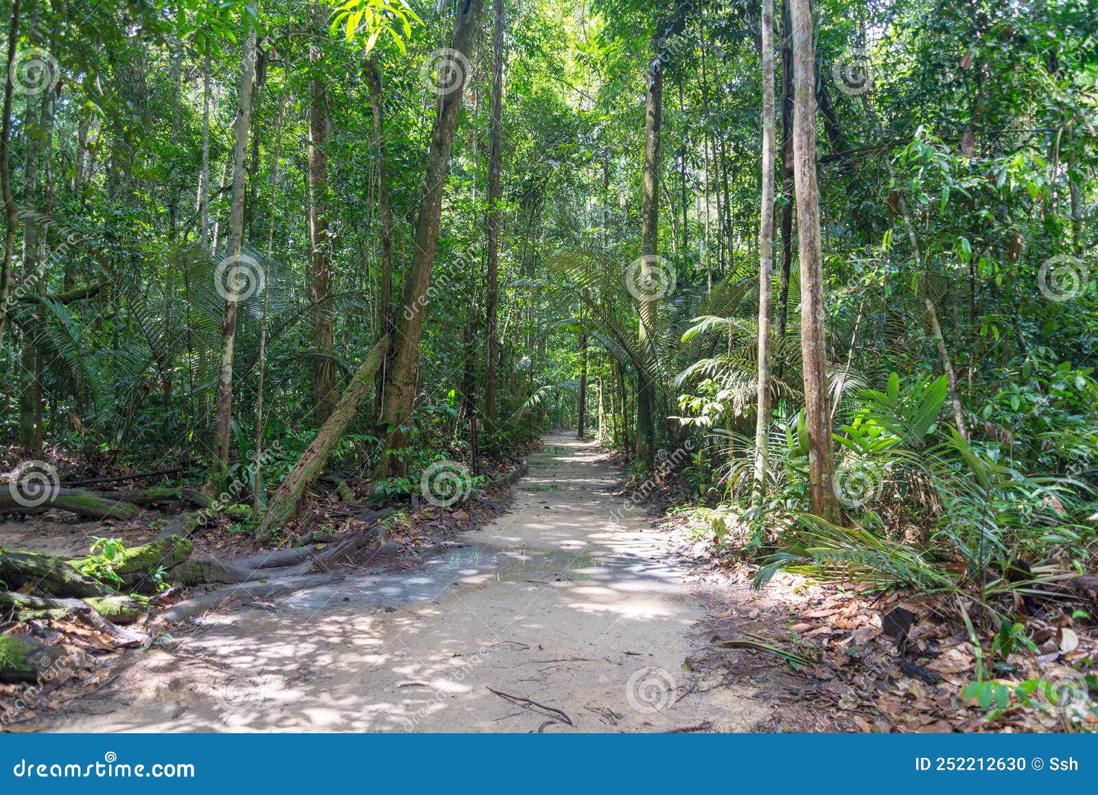 The Amazonian jungle stock photo. Image of outdoor, rainforest - 252212630