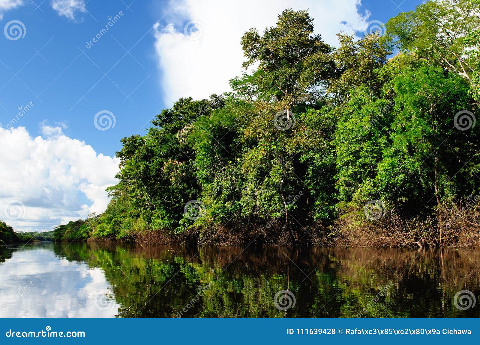 The Amazonian jungle stock photo. Image of amazon, landscape - 111639428