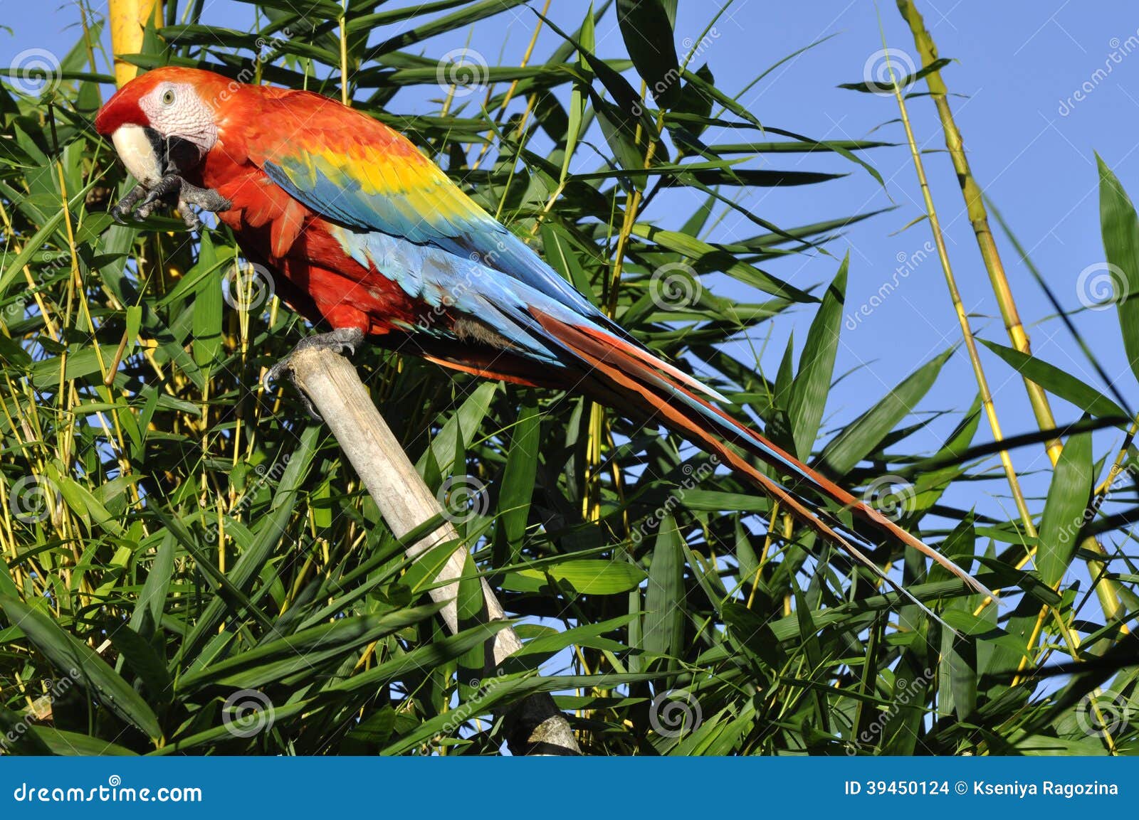 Amazonian Macaw stock photo. Image of amazonia, rainforest - 39450124